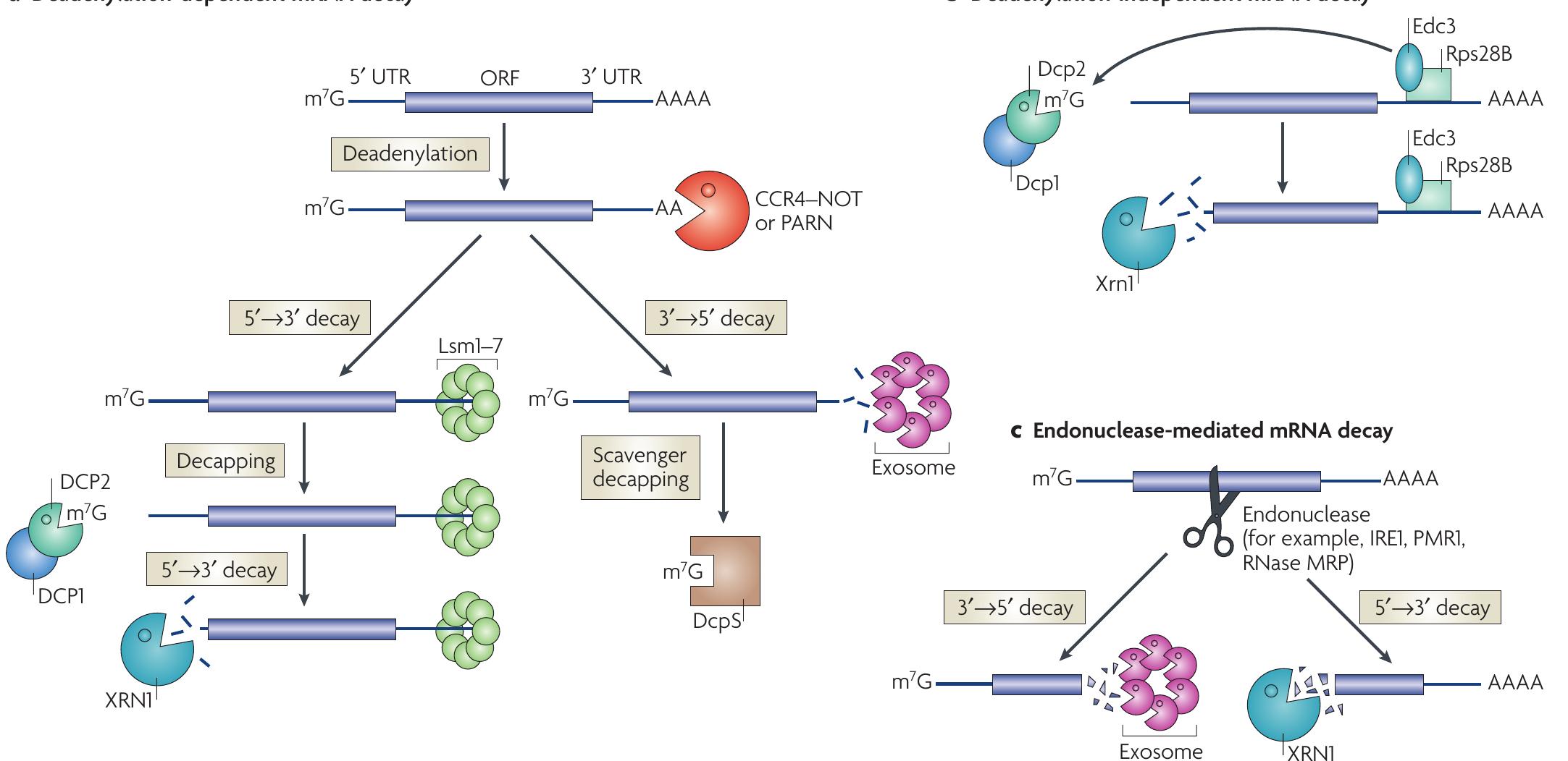 Figure 1 - from The highways and byways of mRNA decay