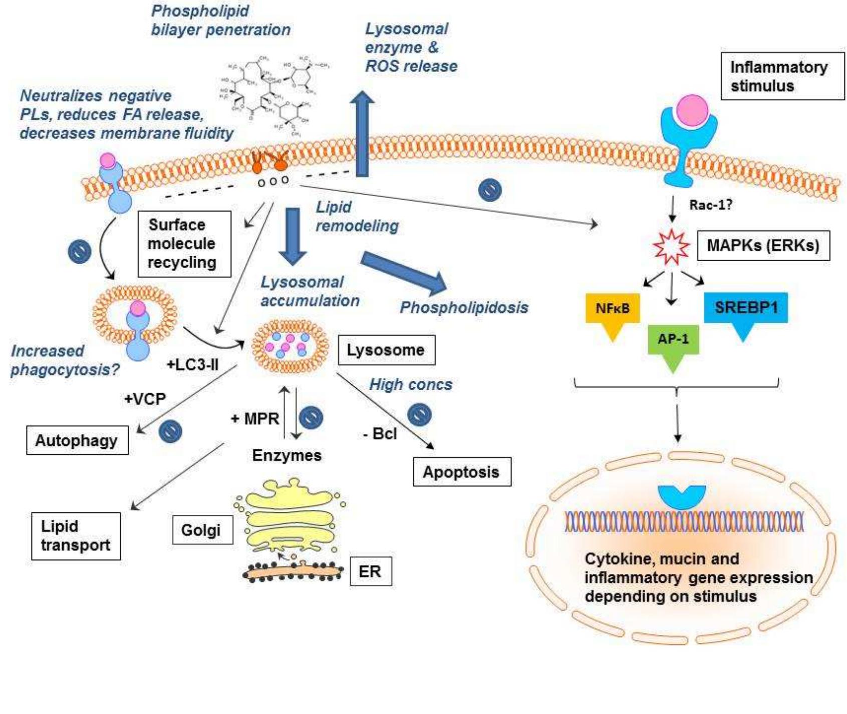 (PDF) Azithromycin: Mechanisms of action and their relevance for ...