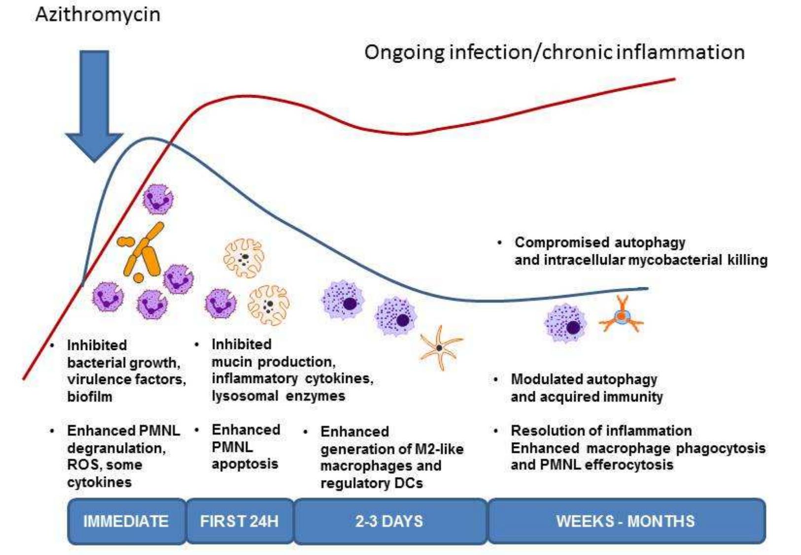 (PDF) Azithromycin: Mechanisms of action and their relevance for ...