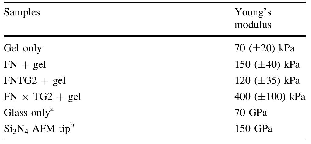 Young’s modulus (£), as calculated from afm force curves, of