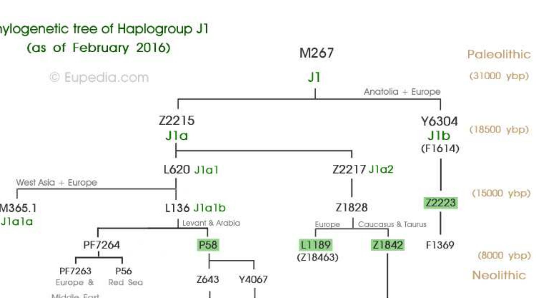 (PDF) Origins and history of Haplogroup J1 (Y-DNA)