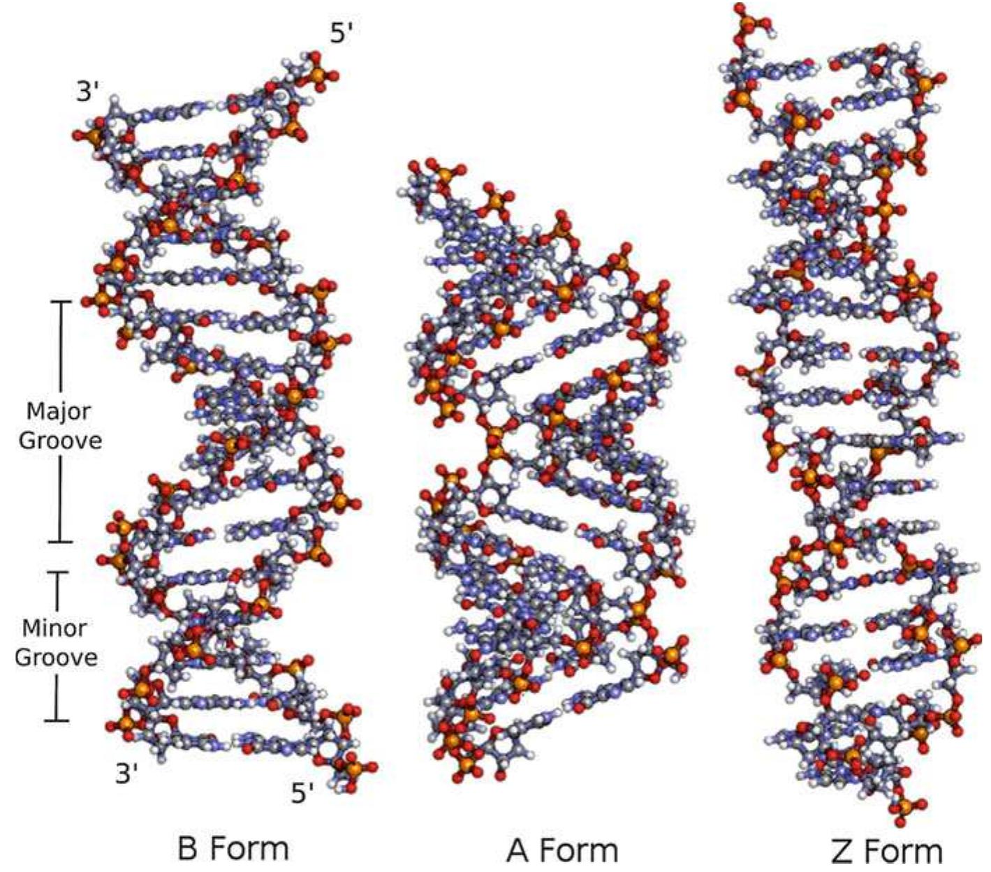 1 the three most common types of dna helices. b-form dna is