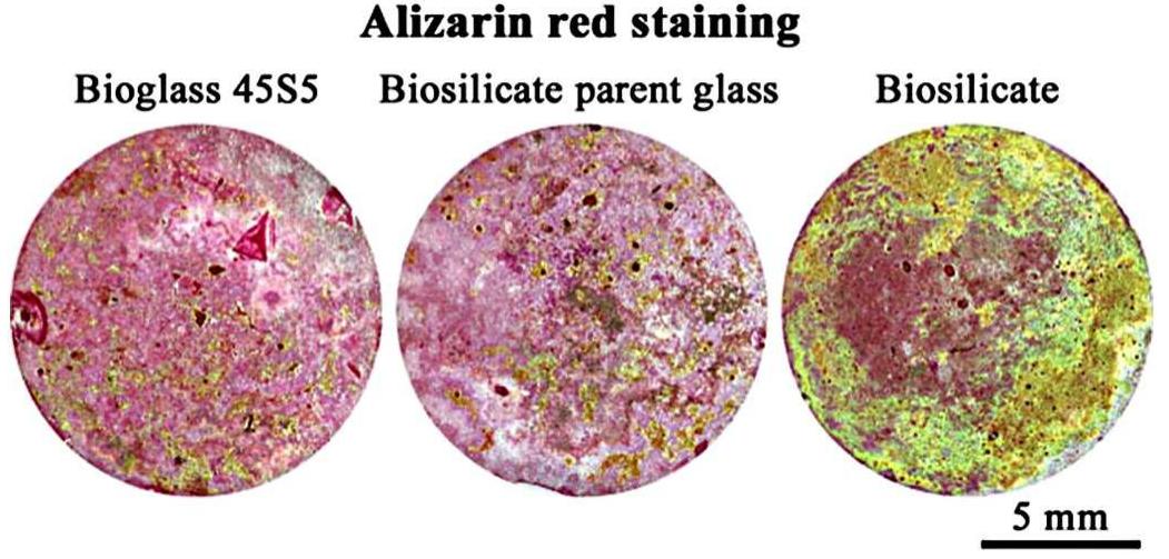Macroscopic images of osteogenic cultures grown on bioglass
