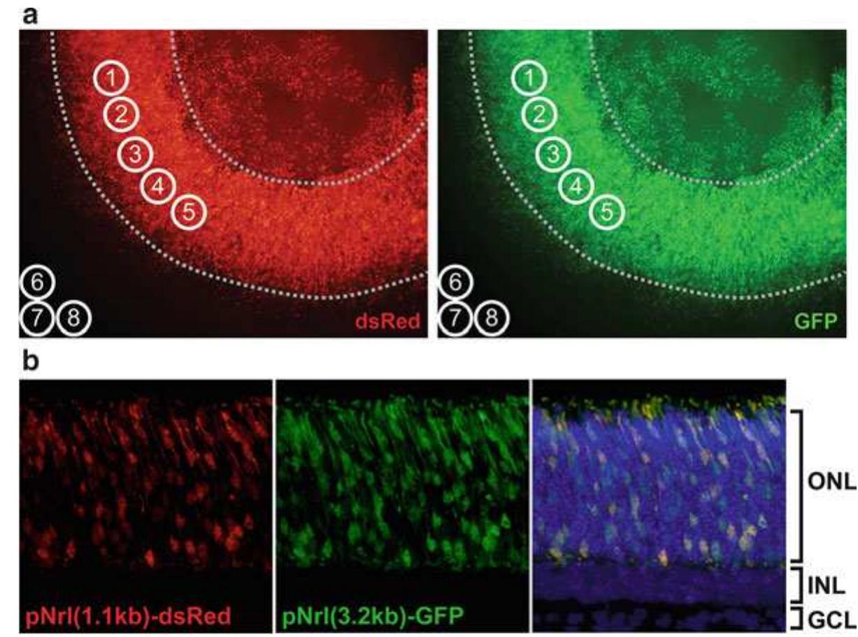 (a) imagej measurement of retinal fluorescence levels in
