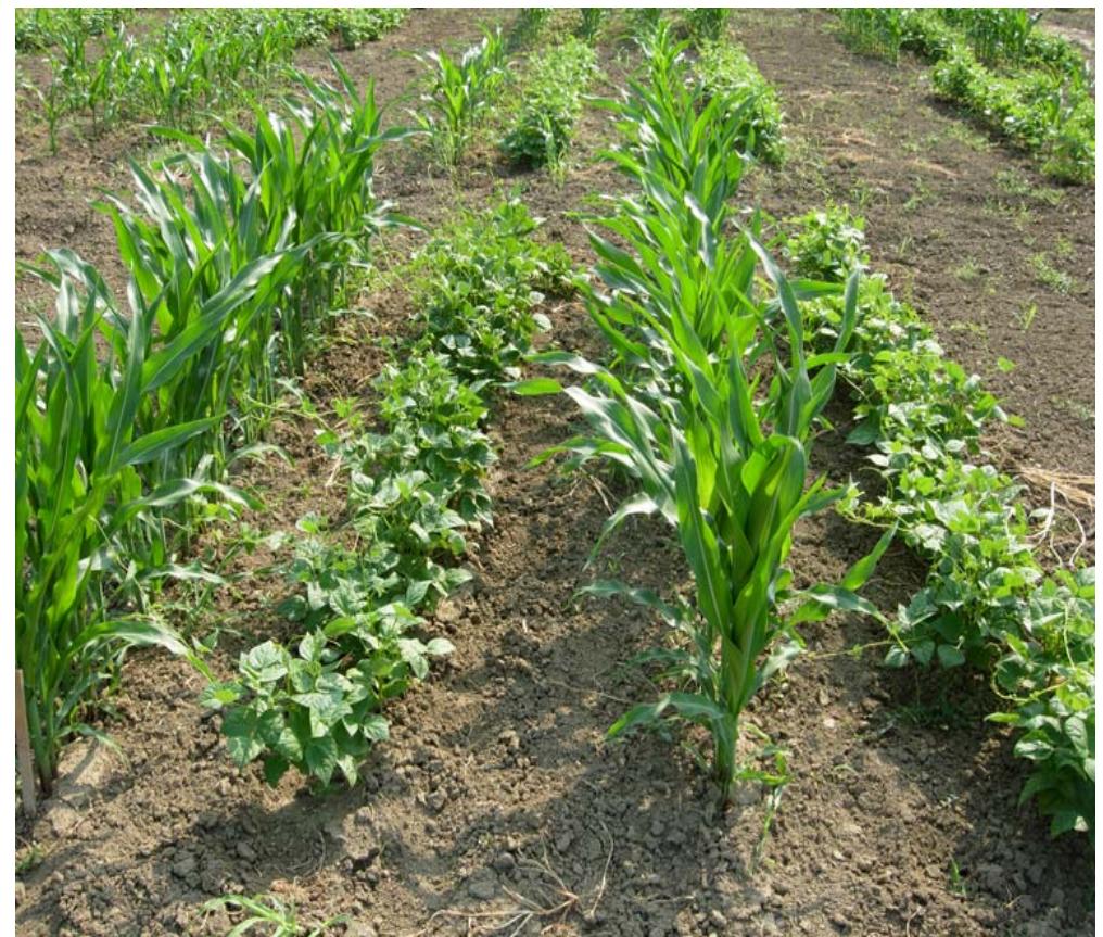 Row intercropping, where two plant species are cultivated in