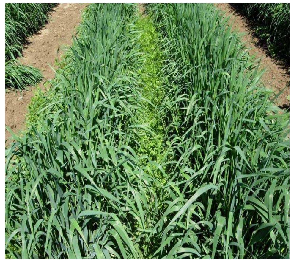 Loss of plant height in intercrop of oat with common vetch