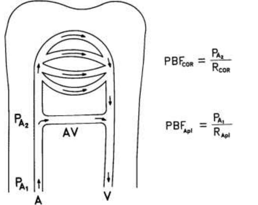 Schematic drawing showing distribution of blood flow in the