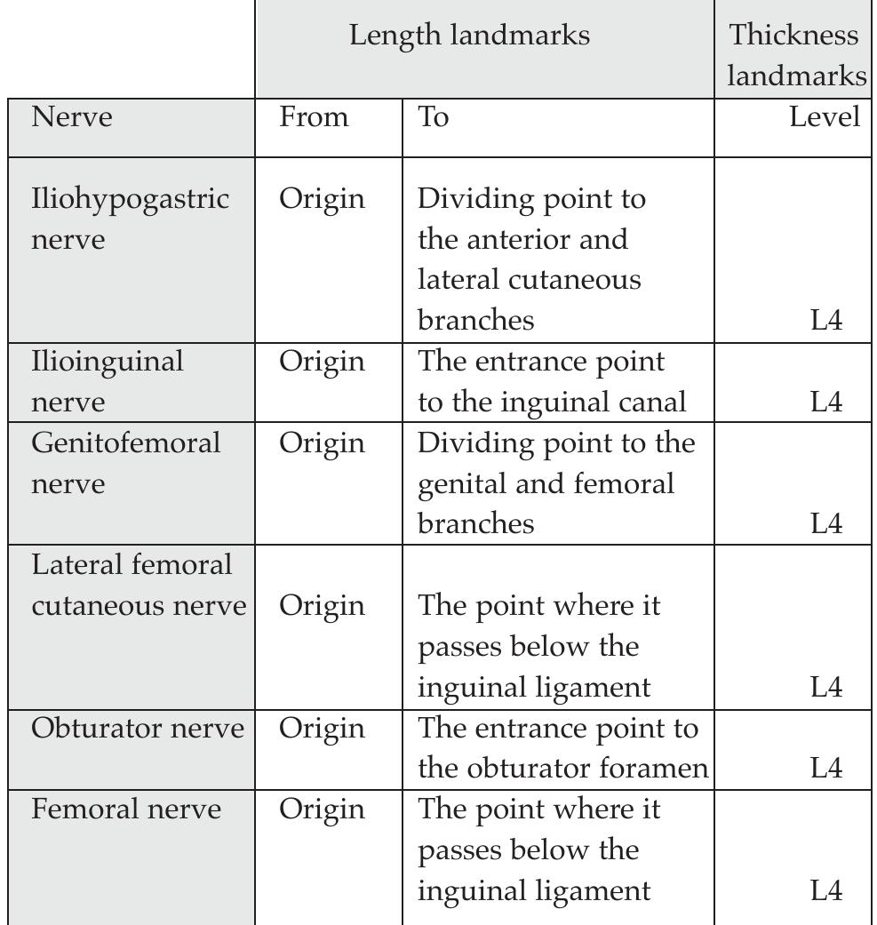 Ii: the measurement landmarks of the lumbar nerves in the