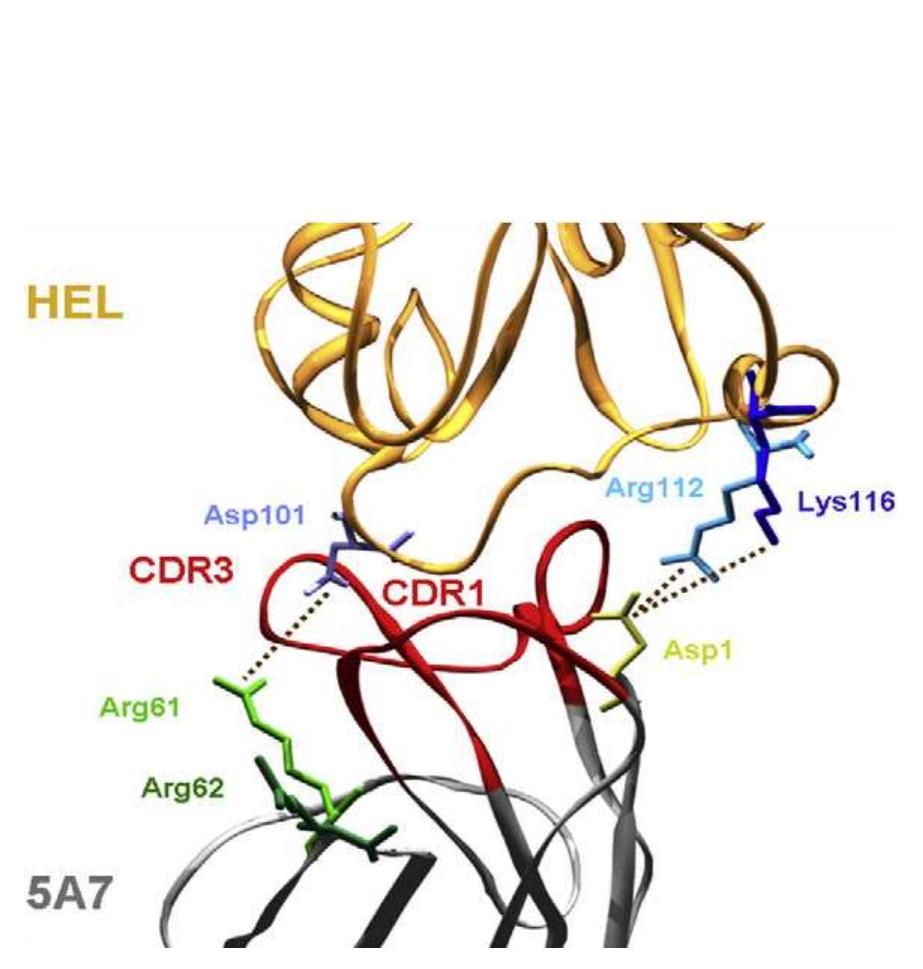 Ribbon diagram of modelled 5a7 triple mutant in complex with