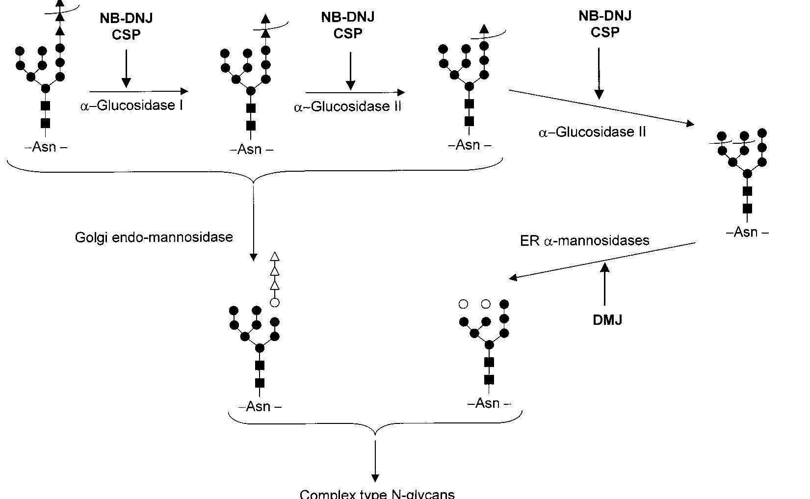 Ficure 2: schematic diagrams of the early stages of n-glycan