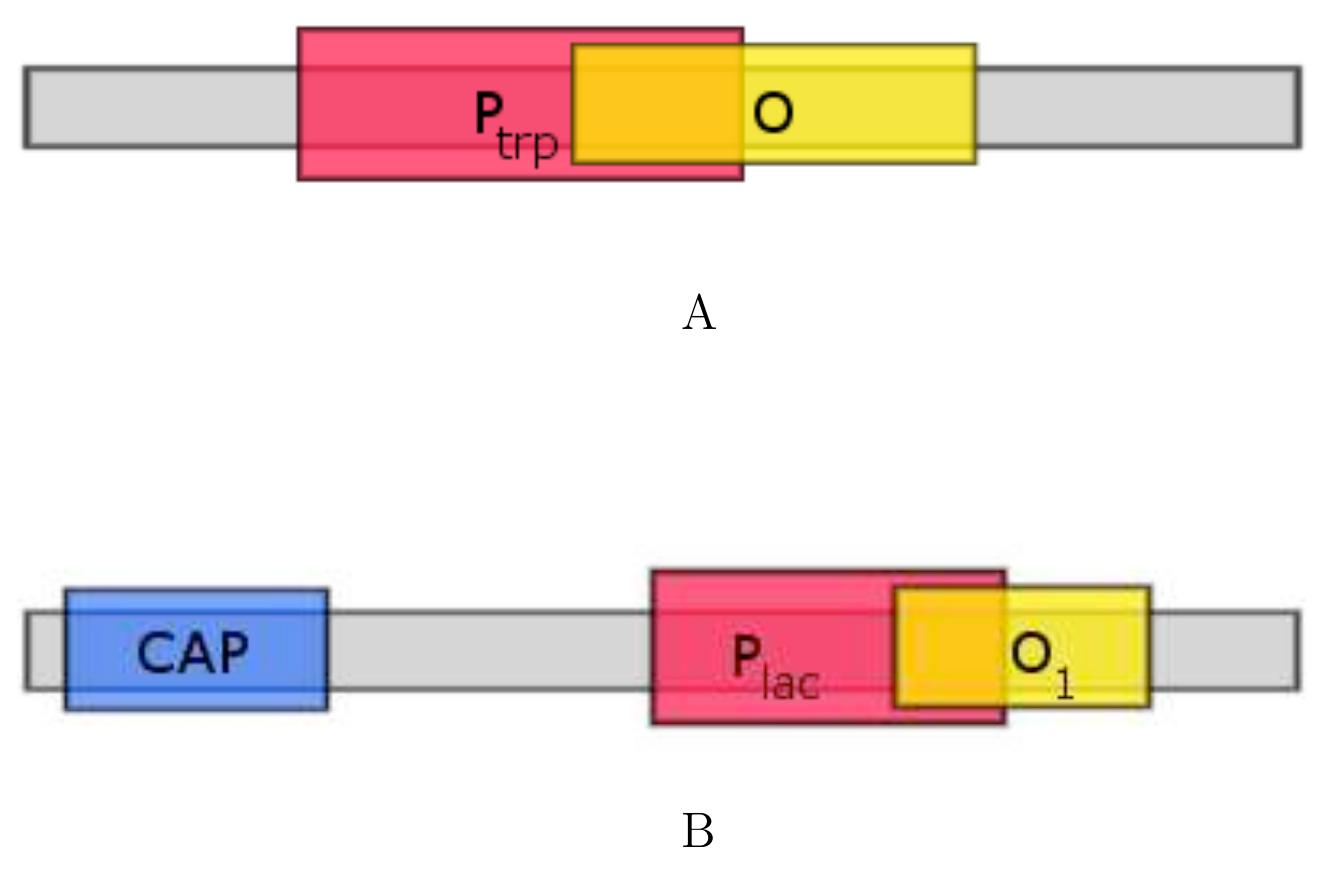 Regulatory regions of trp and lac operon in e. coli. (a) the