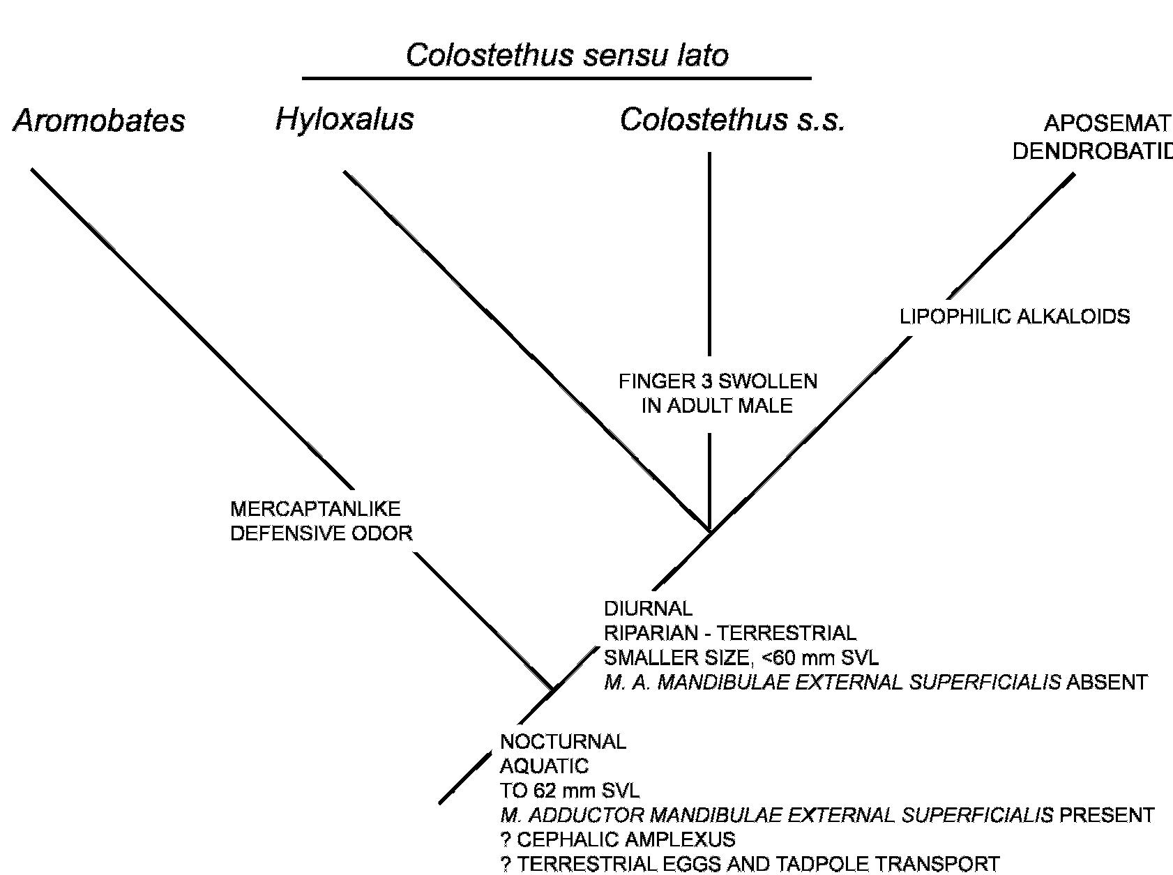 Hypothesized phylogeny of dendrobatids, redrawn from myers