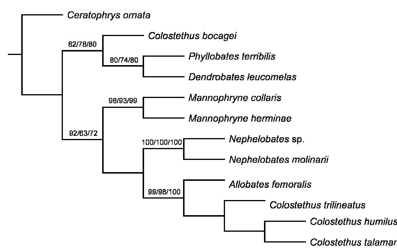 Figure 11 - from PHYLOGENETIC SYSTEMATICS OF DART-POISON