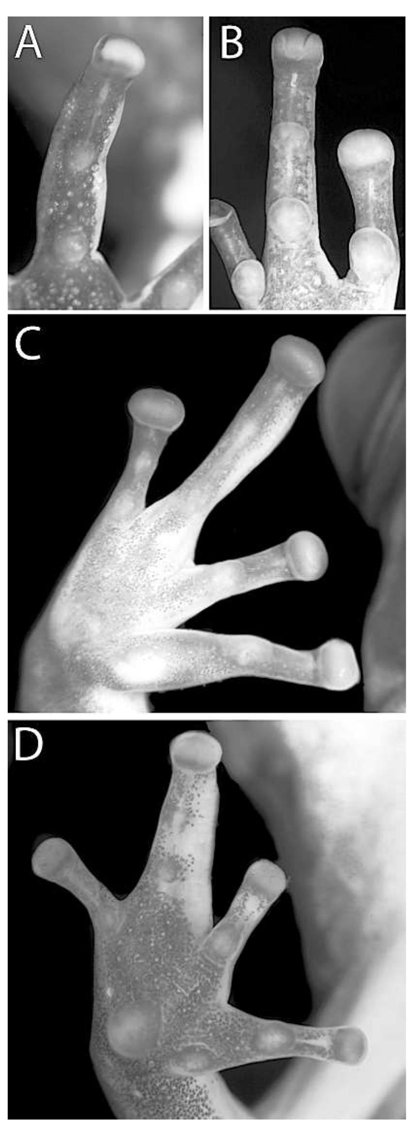 Character 21, morphology of swollen third finger in males.