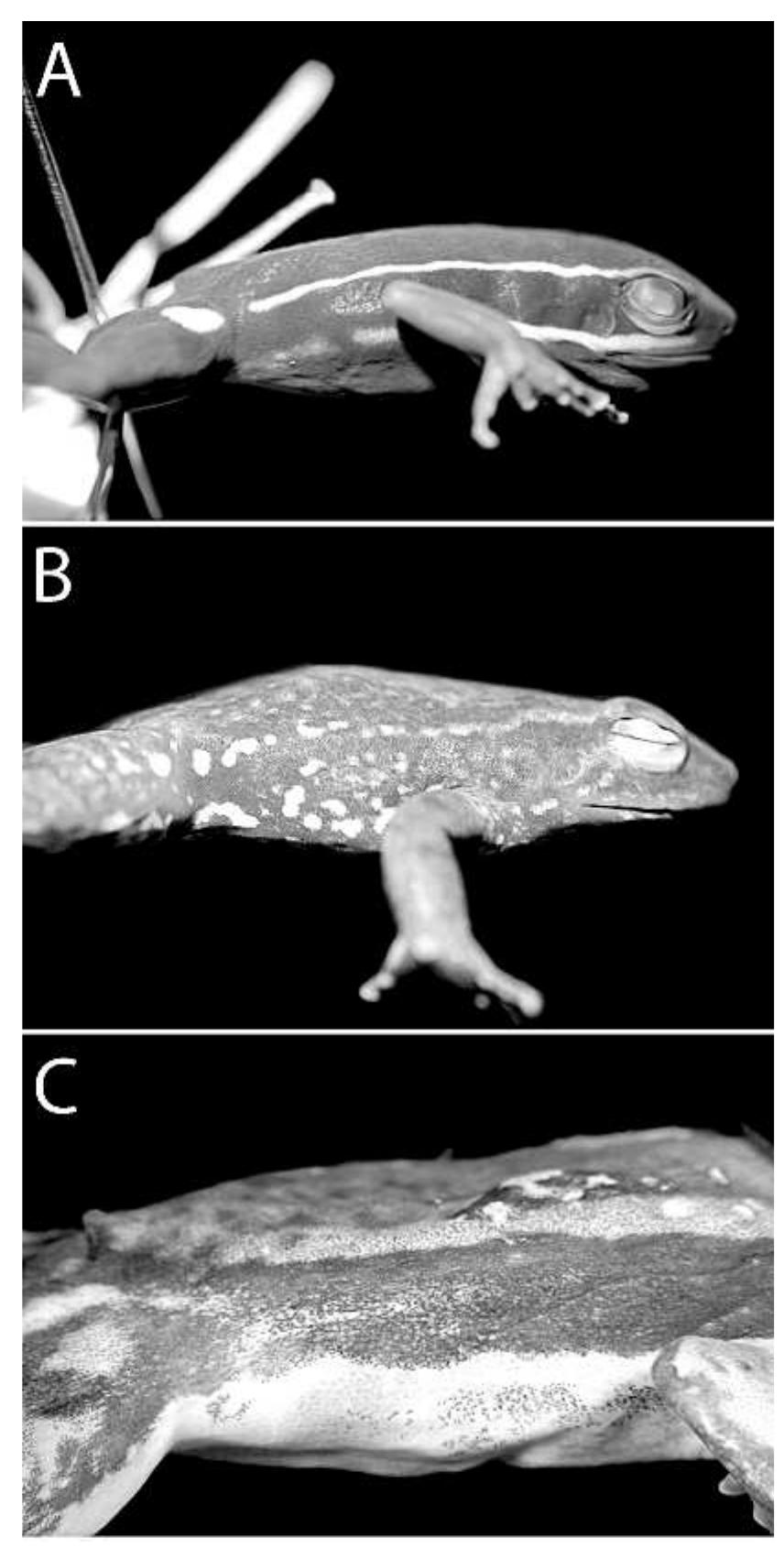 Figure 42 - from PHYLOGENETIC SYSTEMATICS OF DART-POISON