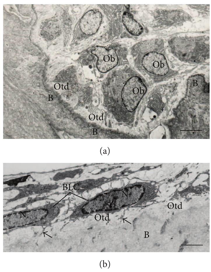 Figure 2 Biology Of Bone Tissue Structure Function And