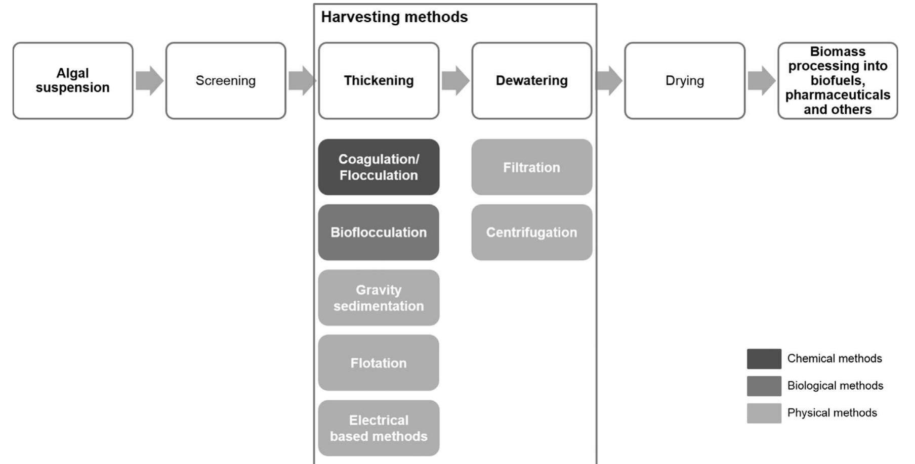 Diagram of microalgal harvesting and drying techniques.