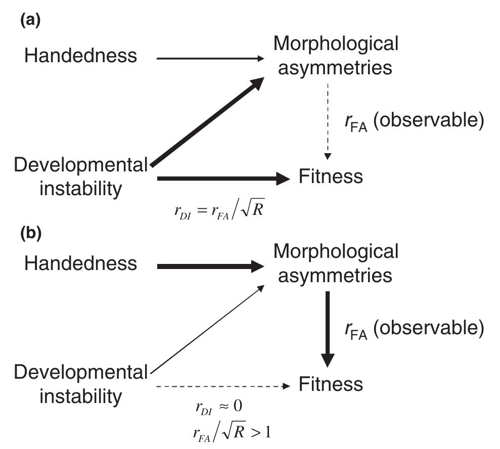 Figure 1 - Sex and asymmetry in humans: what is the role of