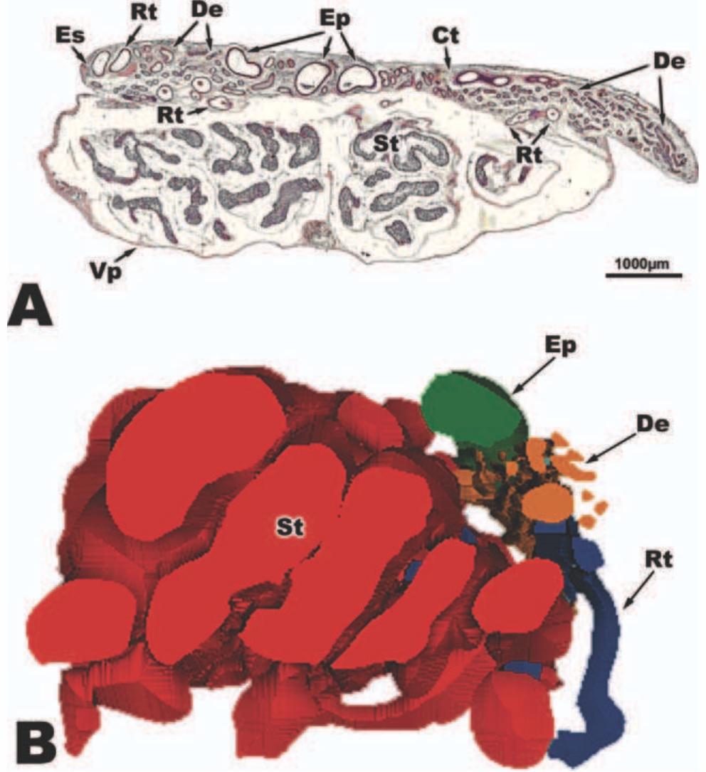 (a) light micrograph of a midsagittal section through the