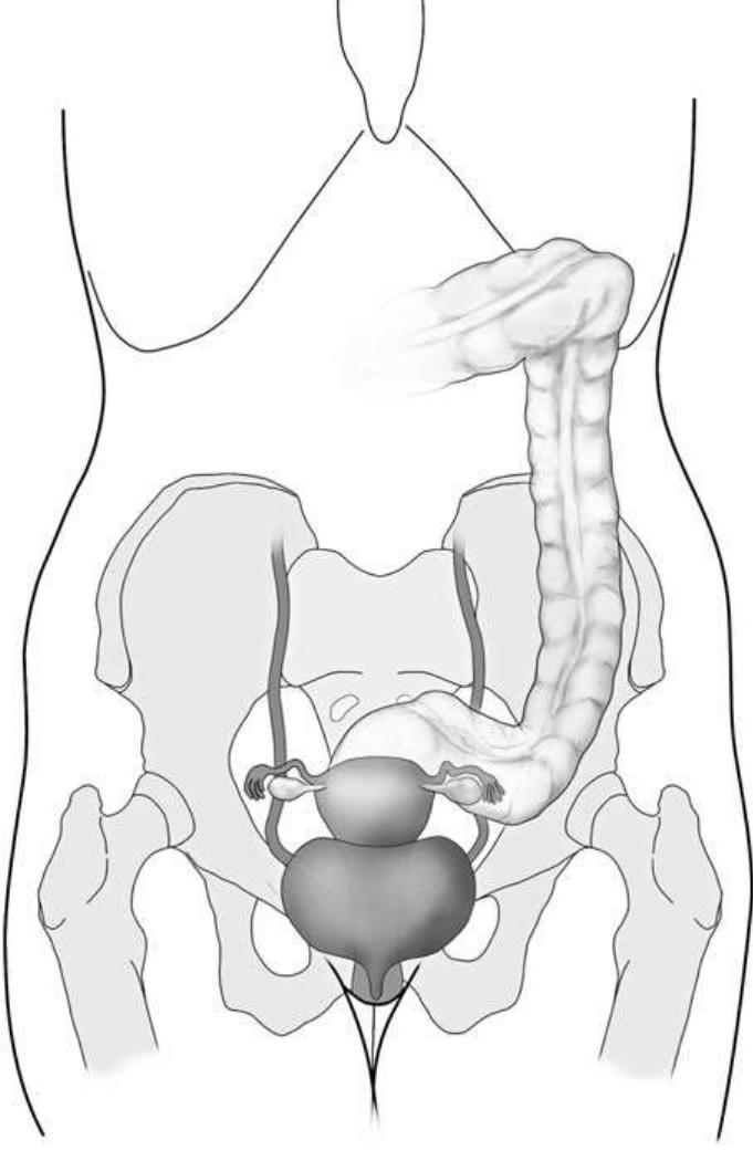 Pelvic anatomy (anterior to posterior). the midline