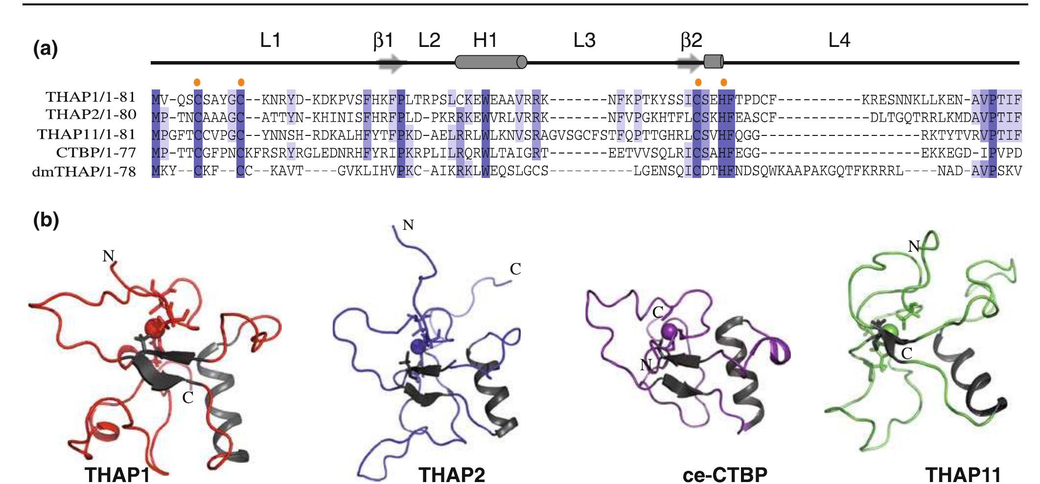 Structure of the thap signature. a structure-guided sequence