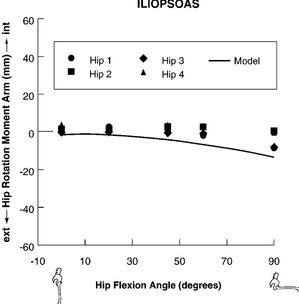 Rotational moment arm of the iliopsoas vs. hip flexion. the