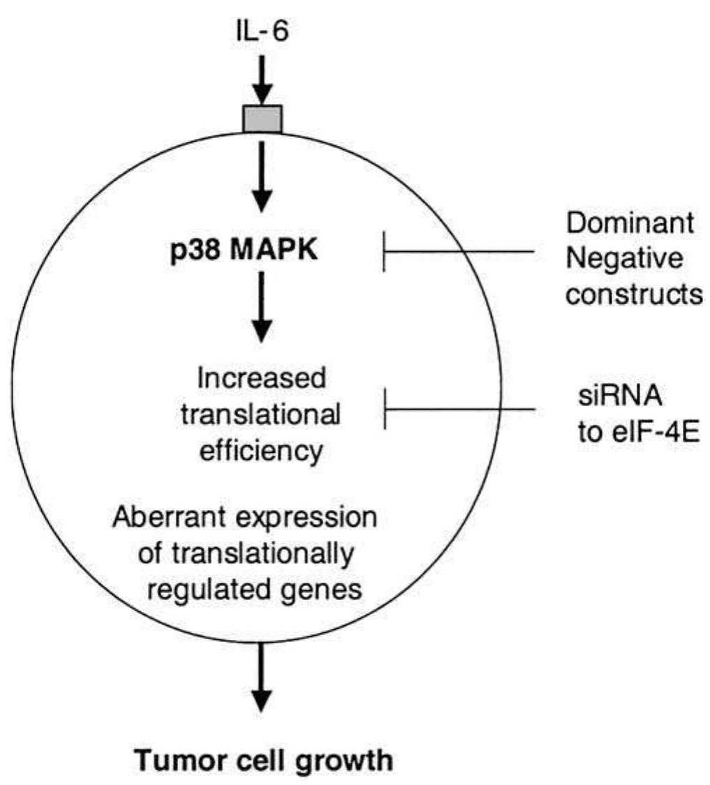 Mitogen-activated signal transduction and protein synthesis