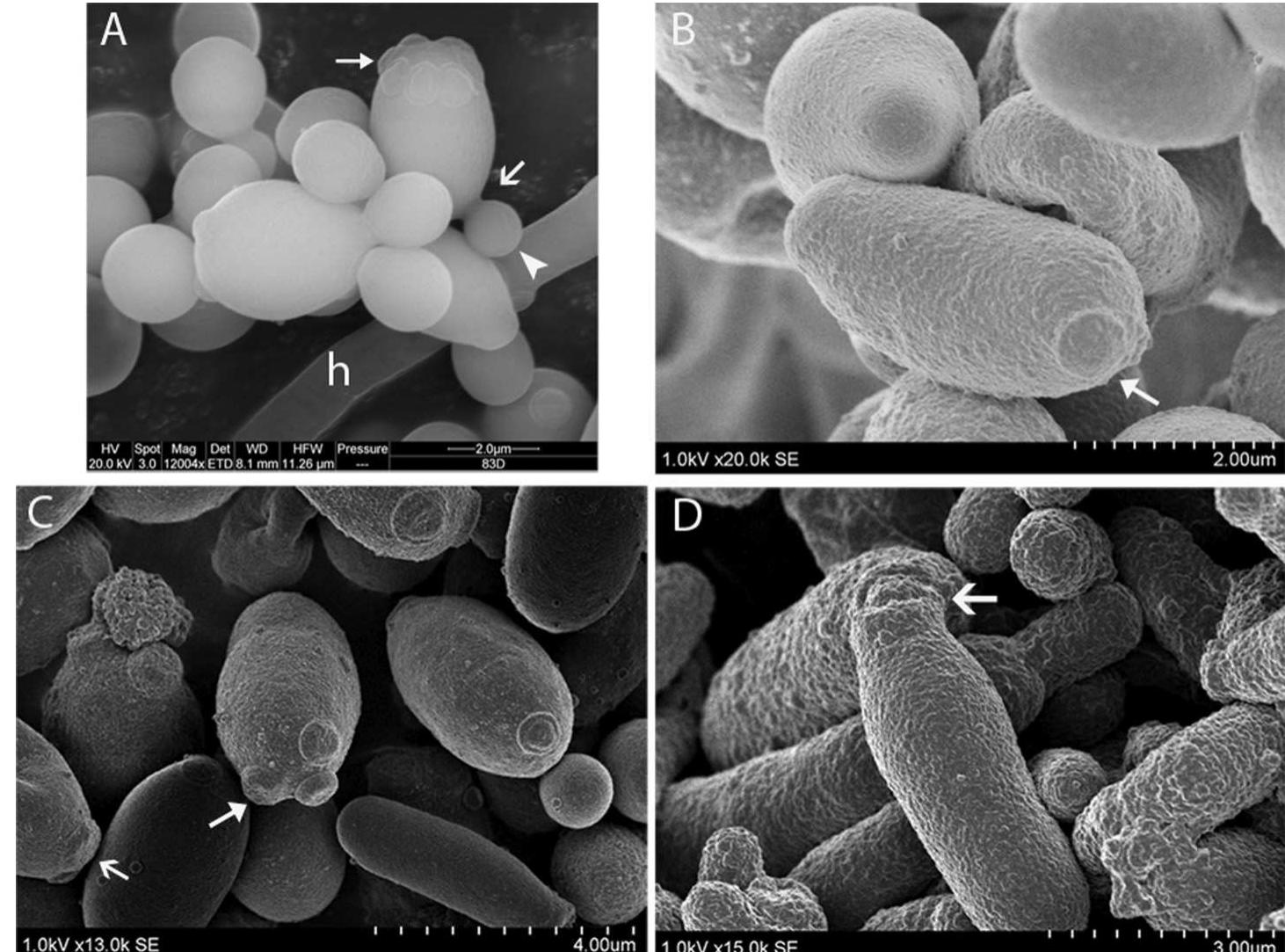- a single-celled and budding yeast forms (blastospores).