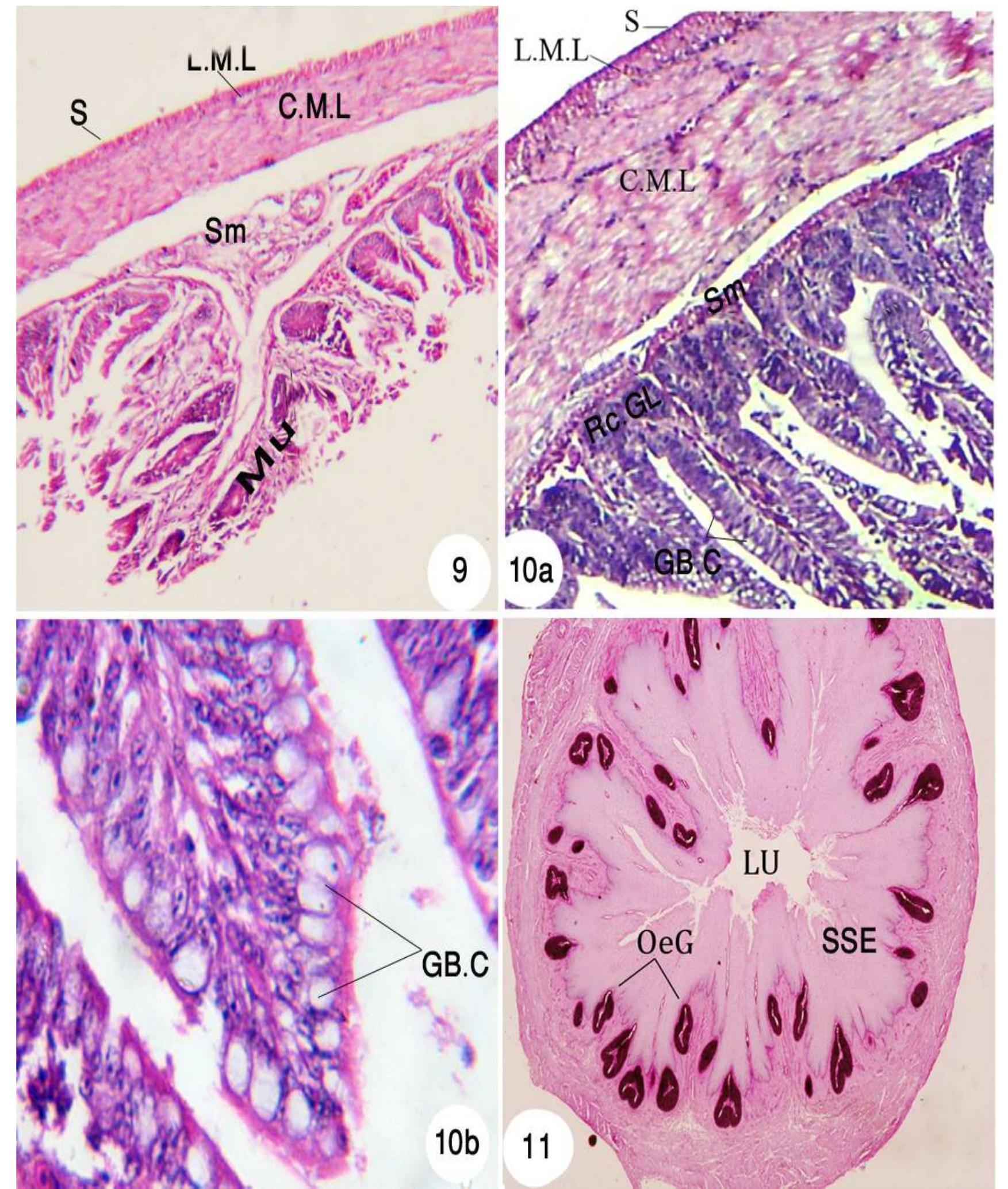 (9): photomicrograph of a transverse section of the proximal
