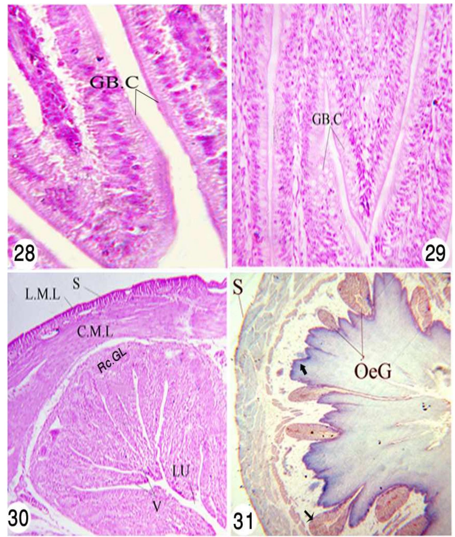 (28): photomicrograph of a transverse section of the