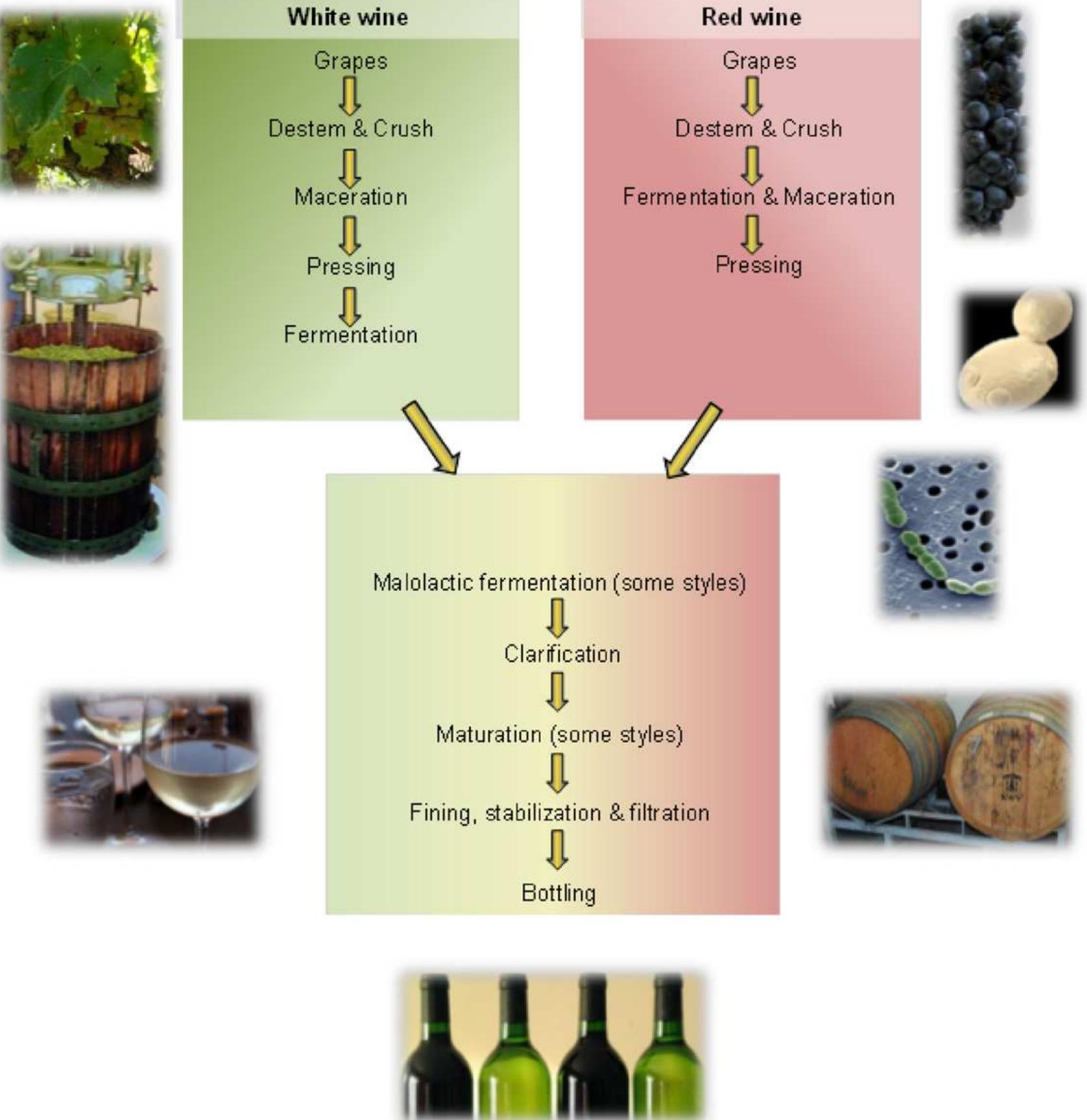 Schematic illustration of the different steps involved in