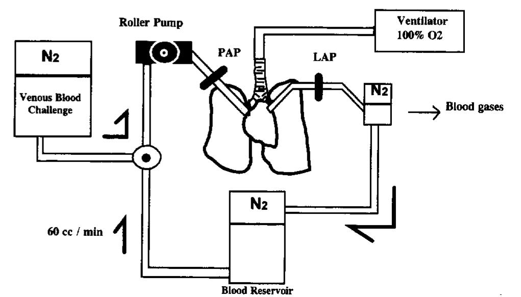 Schematic of the isolated lung perfusion apparatus. (lap