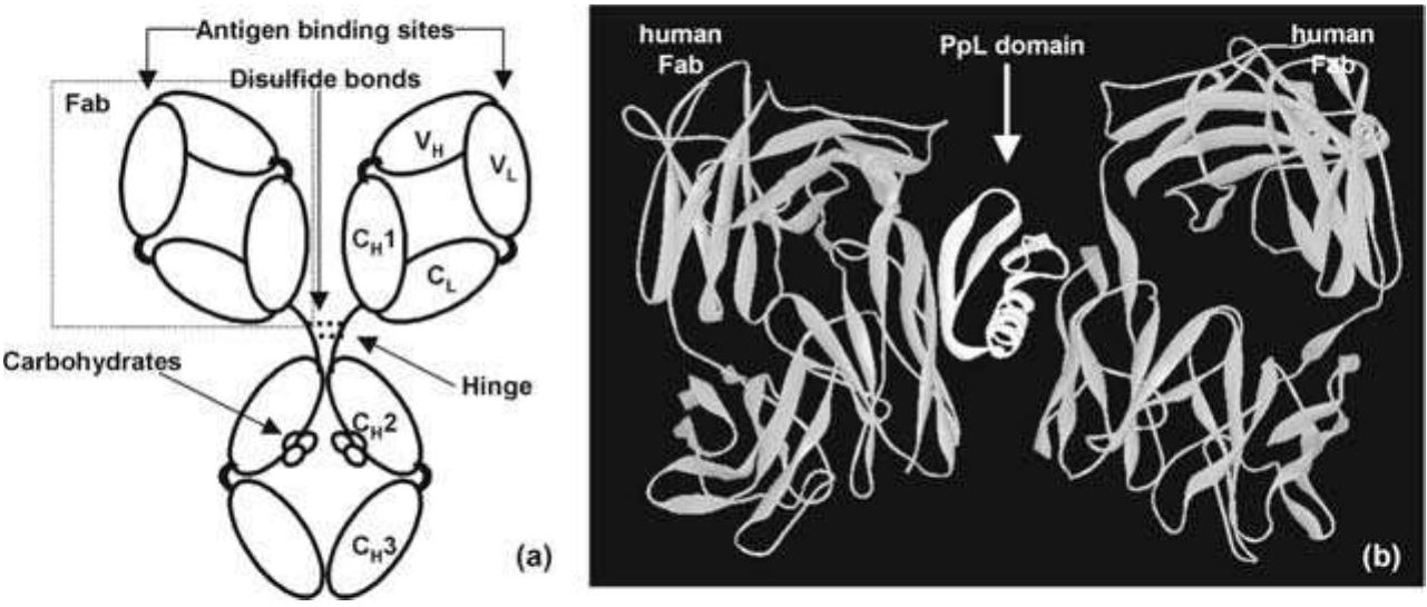Basic structure of immunoglobulins (ig) (a) showing the main