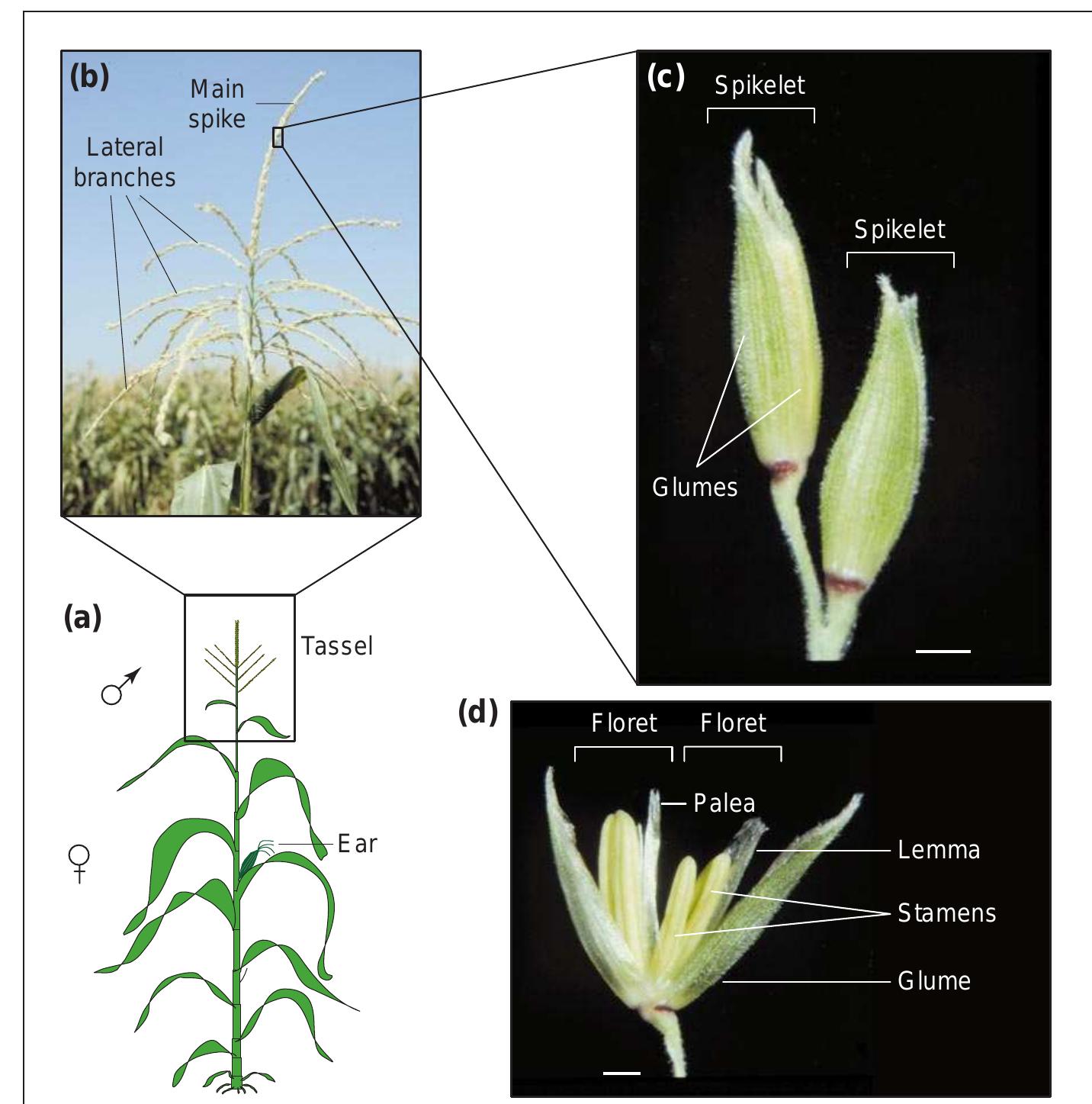 Figure 2 - from A floret by any other name: control of
