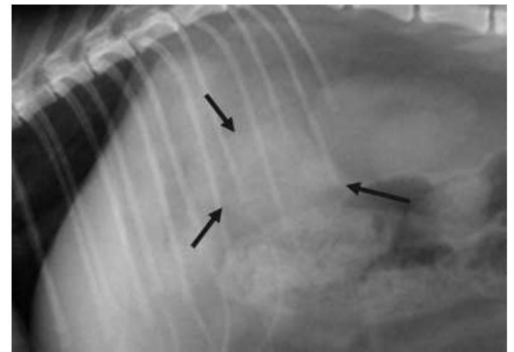 Fic. 1. lateral radiograph of the cranial abdomen in a cat