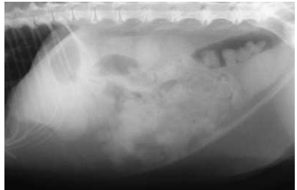 Fic. 3. lateral radiograph of the abdomen in a cat with
