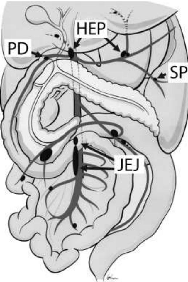 Fic. 10. schematic drawing of the abdominal lymph nodes in a