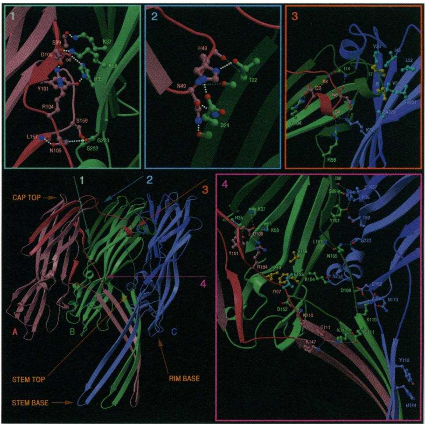 Schematic dissection of protomer-protomer interactions (a,