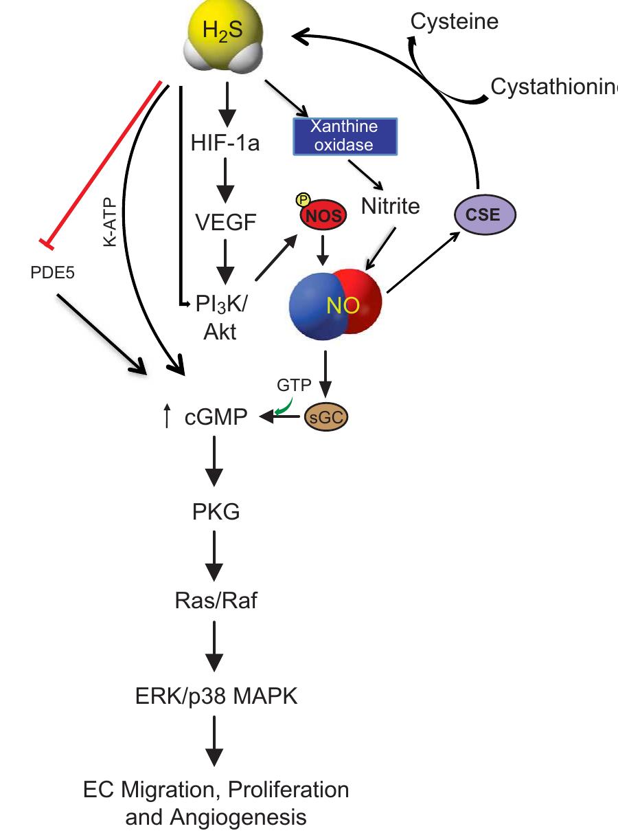 Common signaling pathways of h2s and no: h2s and no mediated