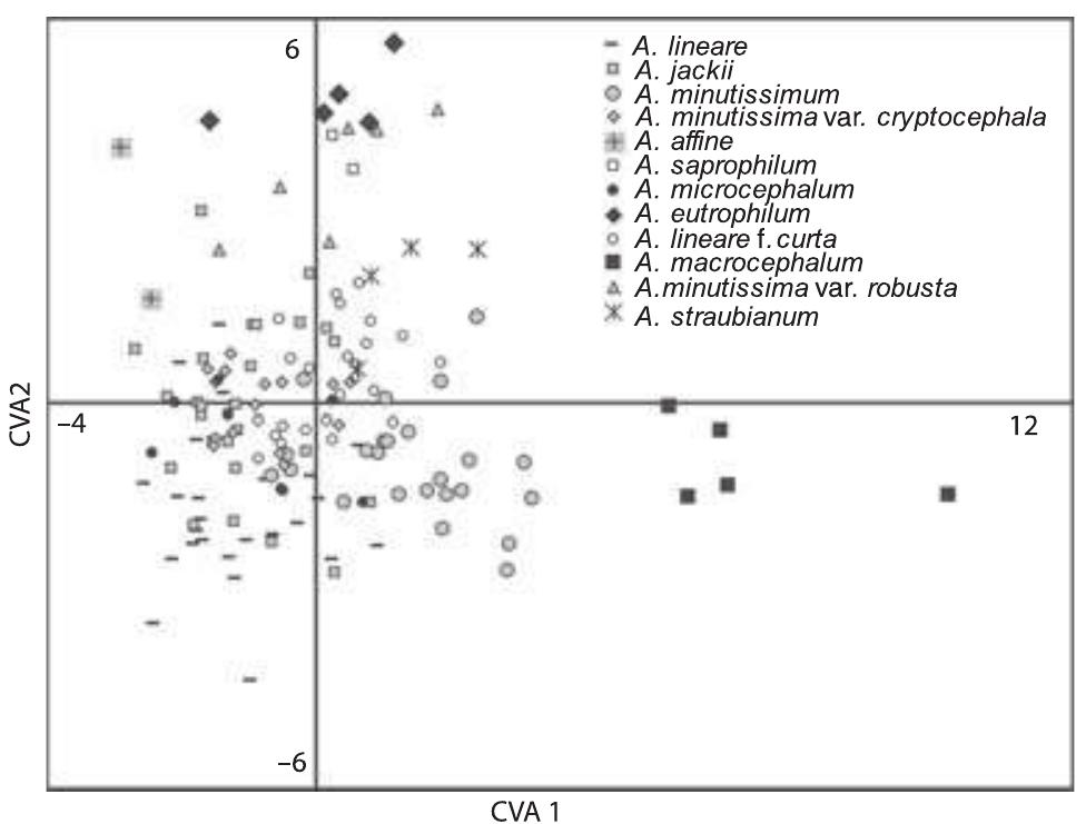 Fic. 6. canonical variate analysis (cva) of morphometric