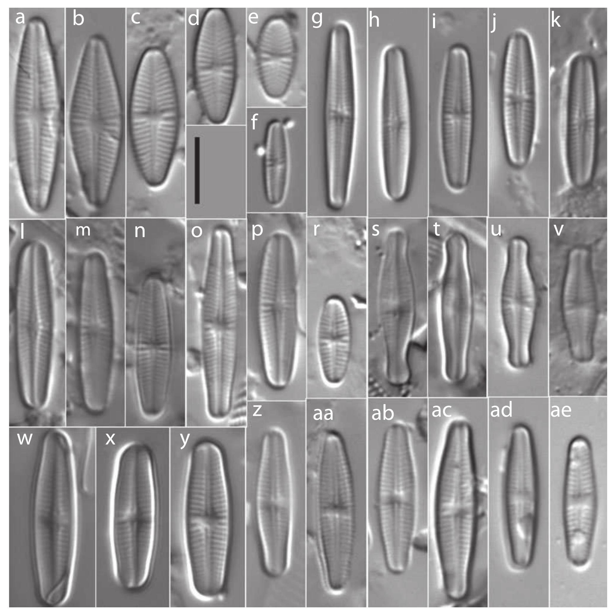 Fic. 8. light microscopic images of some specimens from