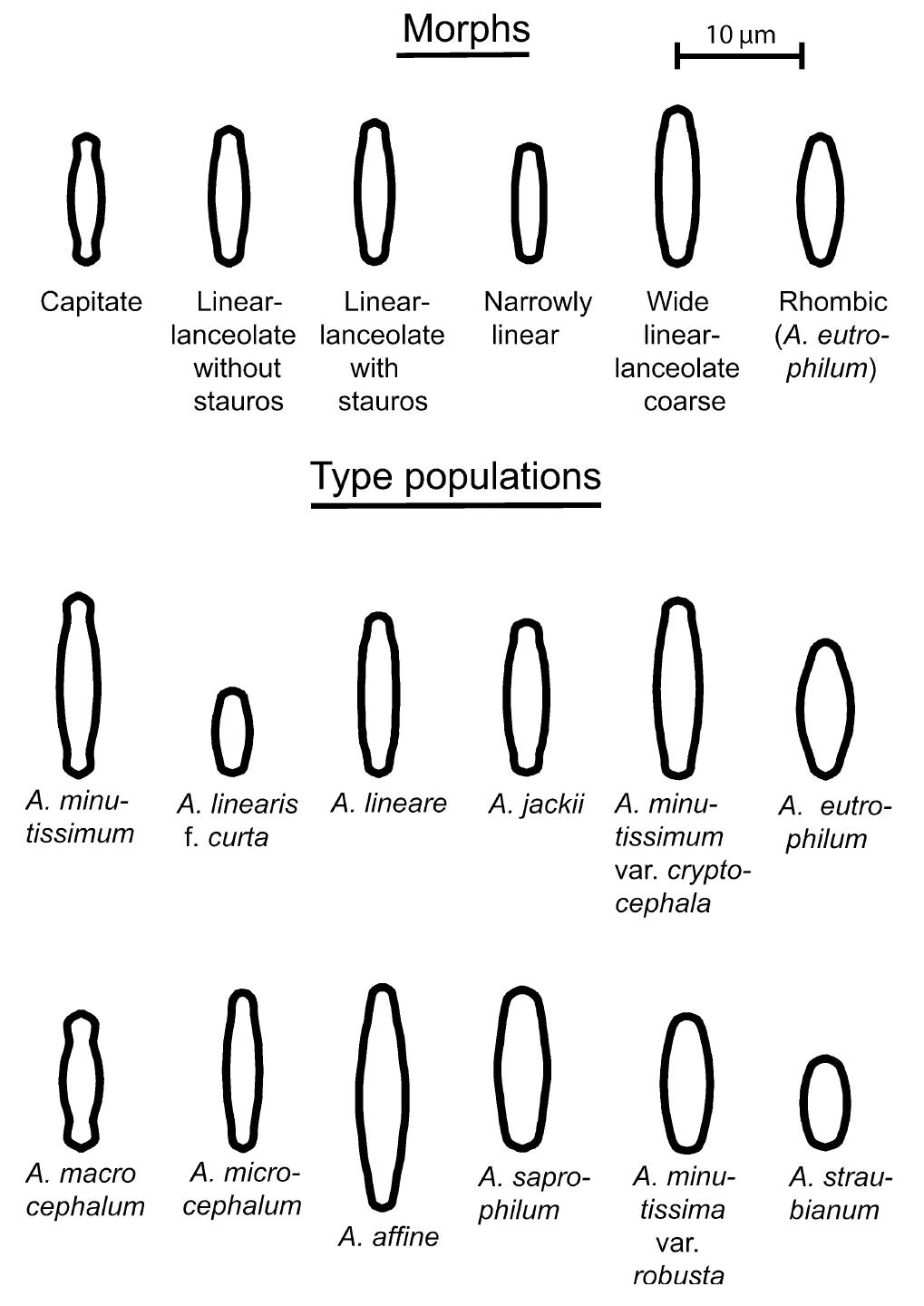 Fic. 9. average valve shapes of six morphs identified in the