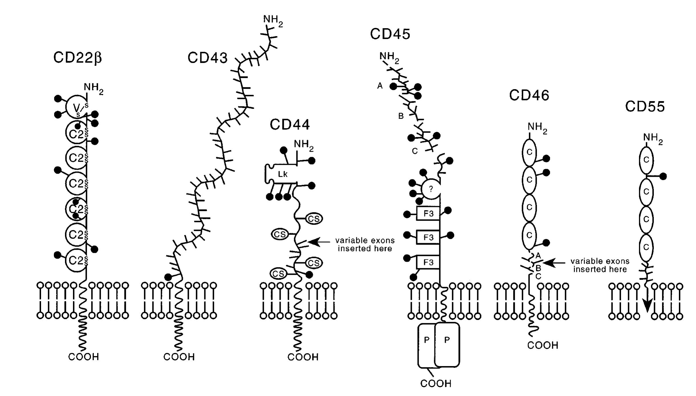 O-linked glycosylation in prototypic membrane-bound cd