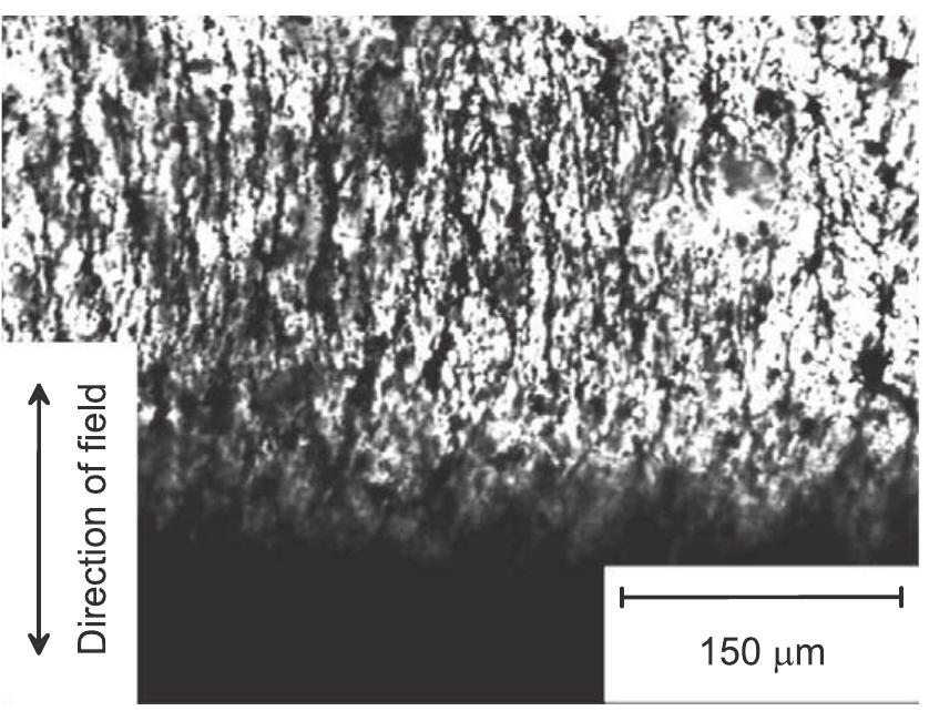 Side view optical images of aligned silver particles. the