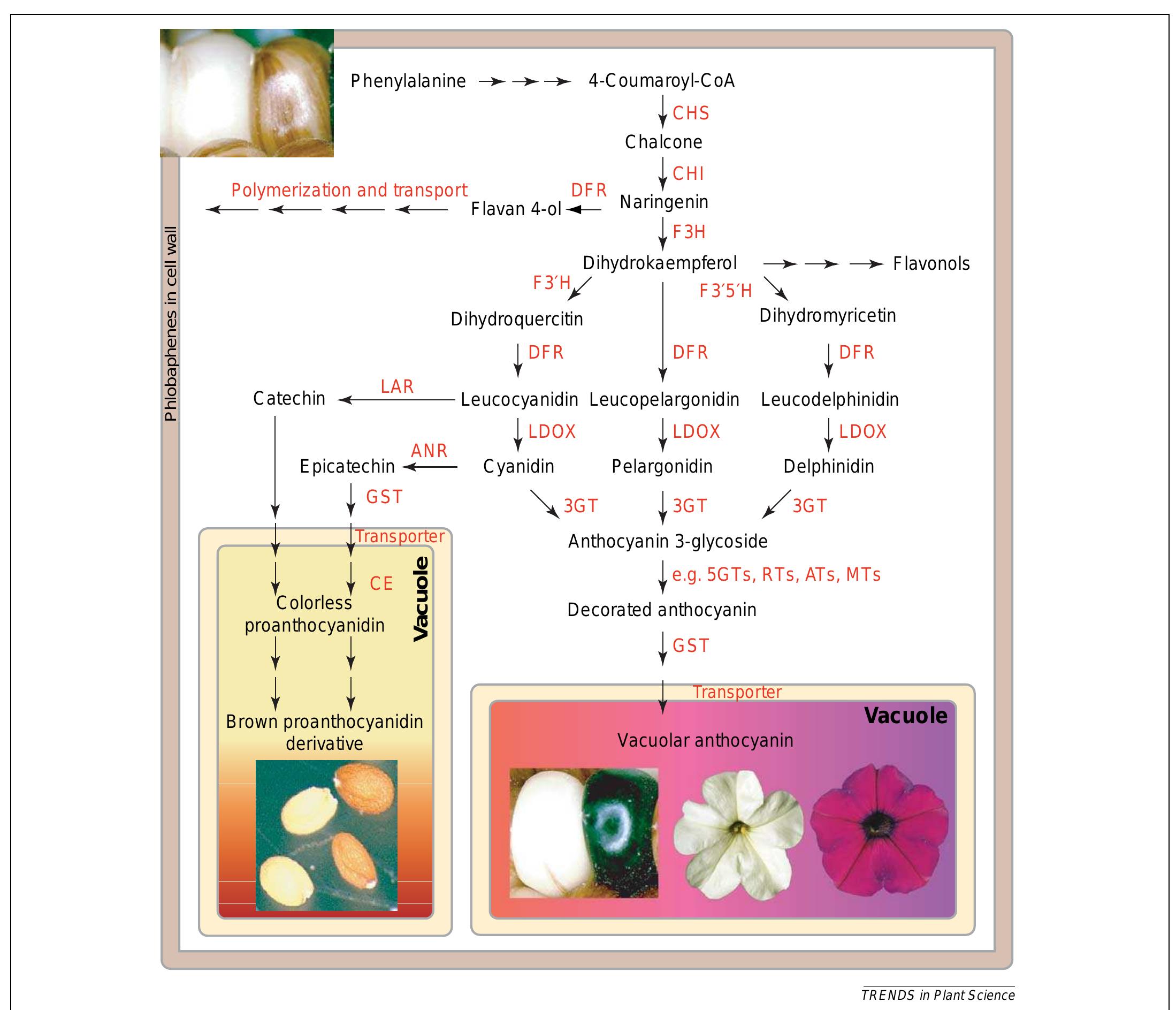 Biosynthesis of flavonoid pigments. the basic skeleton of