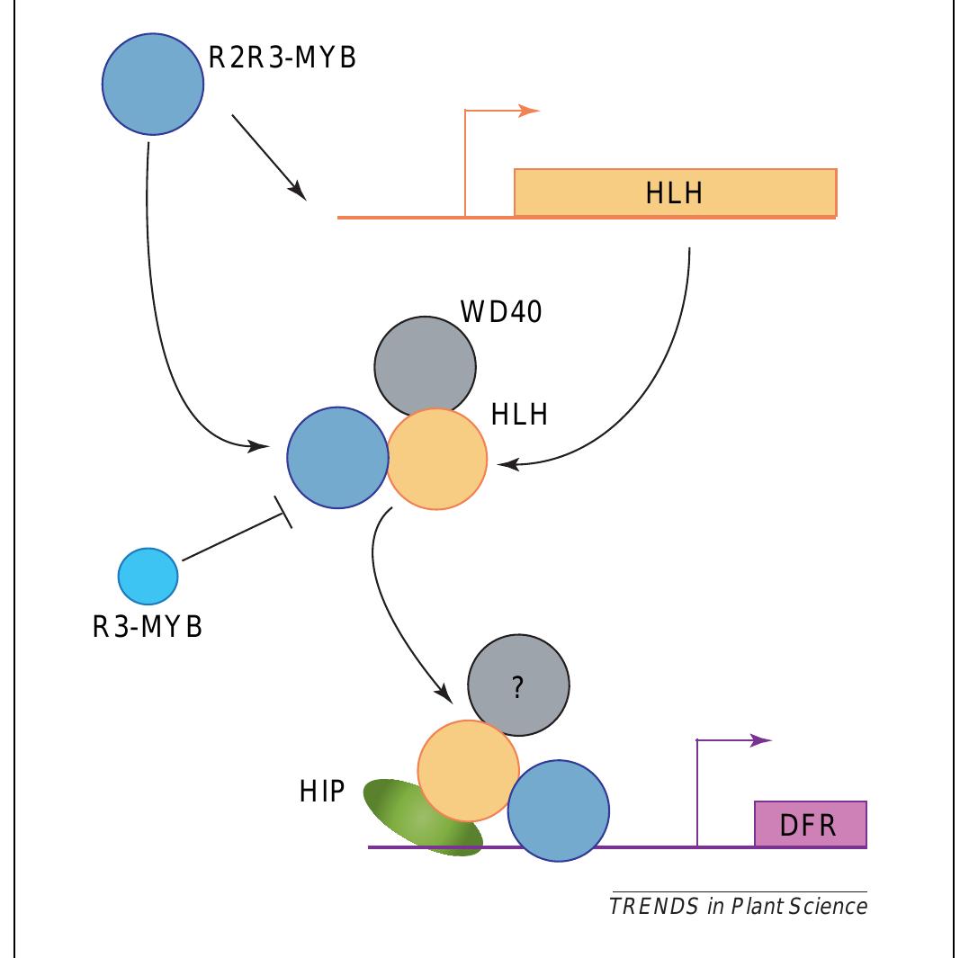 Model depicting the role of myb, hlh and wd40 regulators in