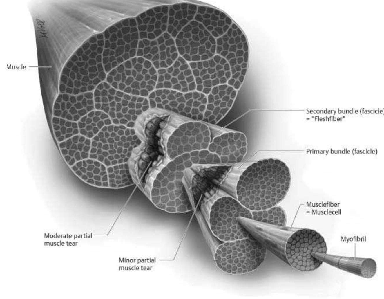 (PDF) Terminology and classification of muscle injuries in sport: The ...