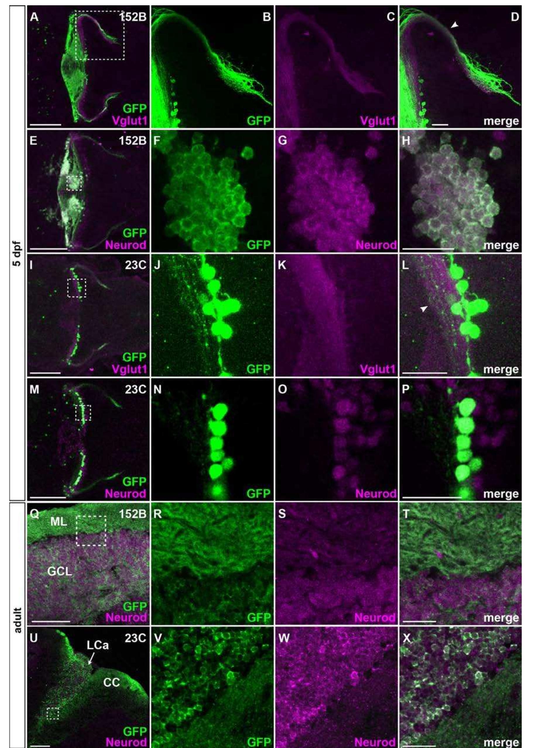 Granule cell-specific gff lines, co-staining with granule