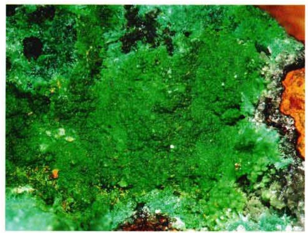 A typical dark green resinous bayldonite crust from the