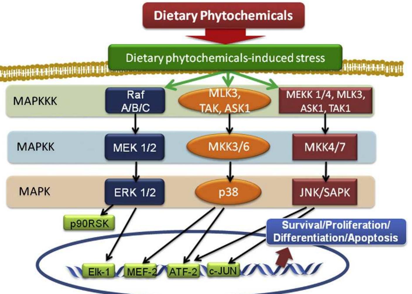 Mapk signaling transduction in mammalian cells. activation